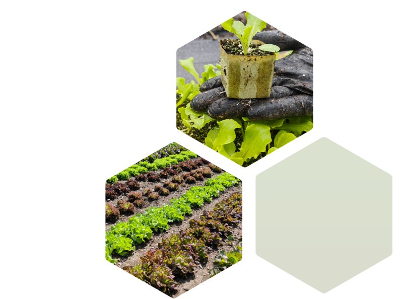 Home - Paperpotagriculture